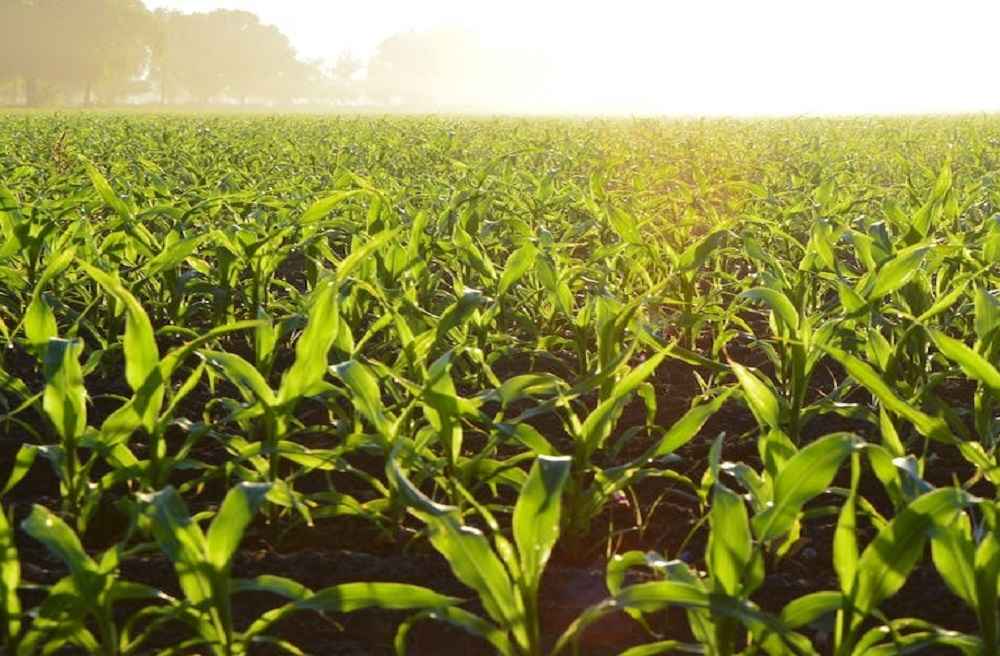 New AG International ADM offers BiOWiSH fertilizer enhancement to ...