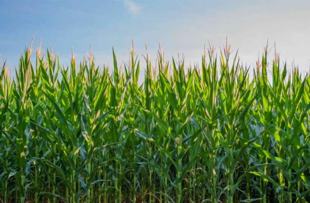 New AG International Azotic Technologies secures £500k funding for ...