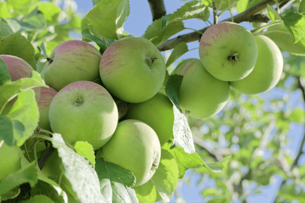 New AG International Unlocking the black box of plant biostimulants ...