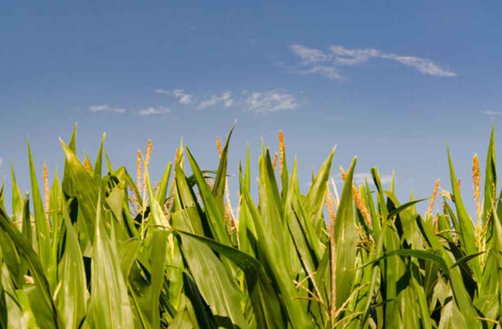 New AG International Provivi and AgNova collaborate on FAW solution for ...