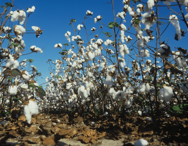 New AG International Koch Agronomic Services expands uses for its ...
