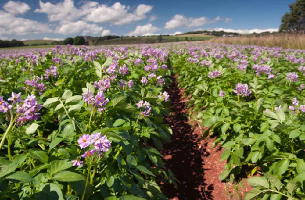 New AG International Rovensa Next launches Orocide Plus and Tulga ...