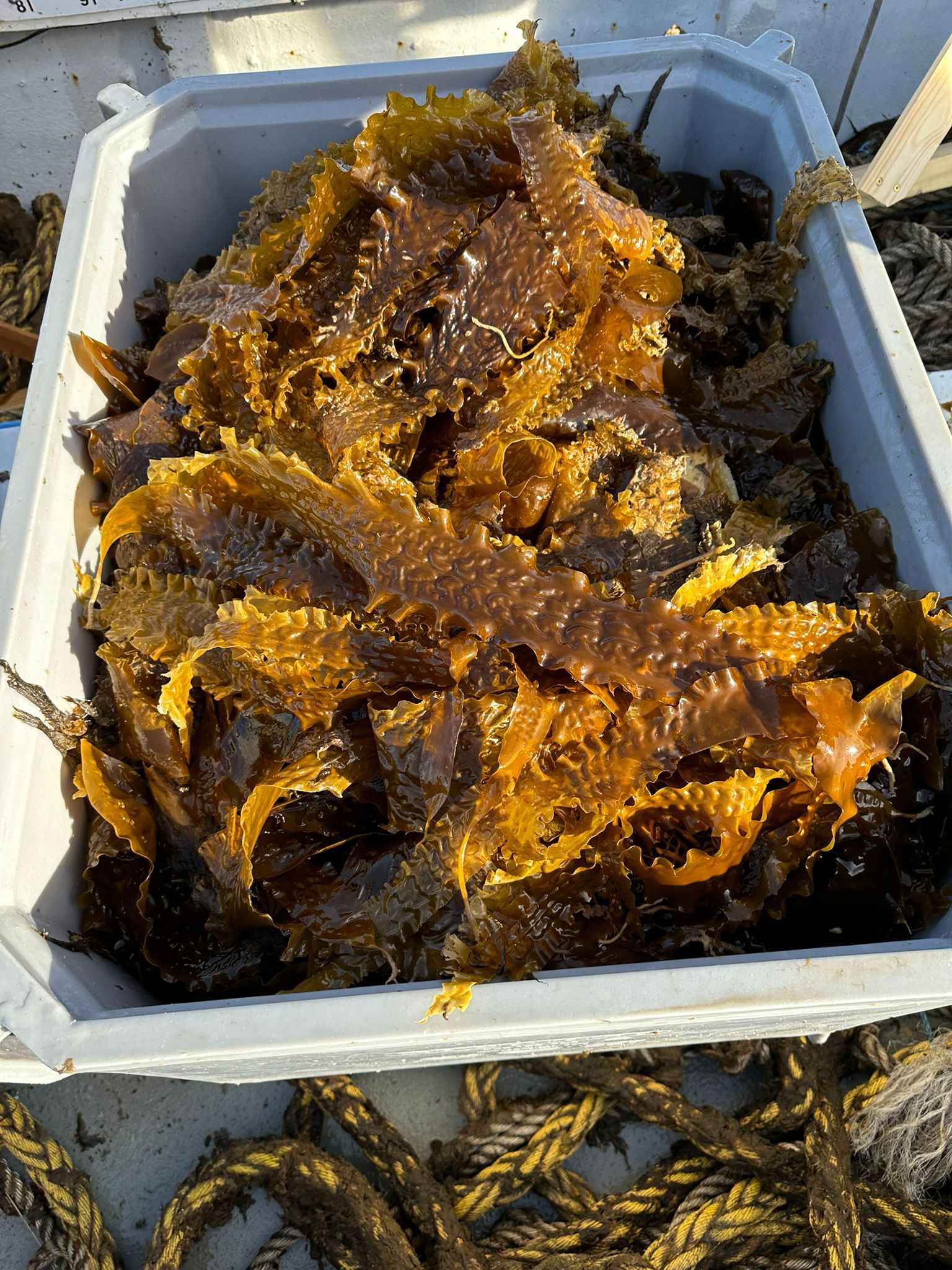 New AG International Kelp extracts show promise for boosting barley ...